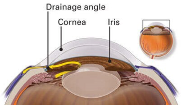 The Camera Of The Human Eye | North Georgia Eye Associates